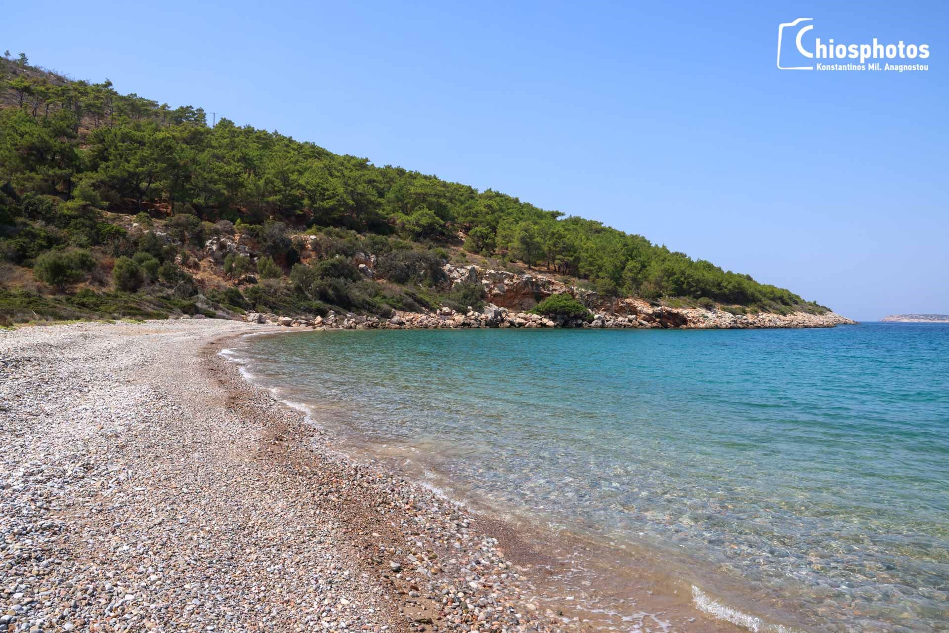 Χίος: Η παραλία με τα γαλαζοπράσινα νερά και τα πεύκα μέχρι της θάλασσα ...