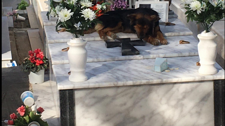 Συγκινεί το αδέσποτο που κοιμάται πάνω στο τάφο τριών νέων | Cretalive ...