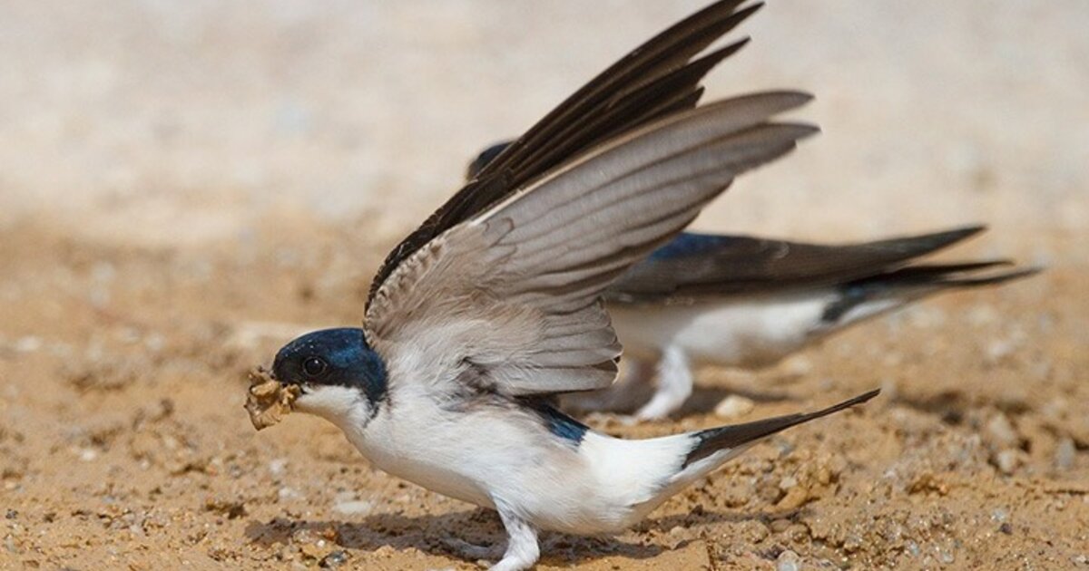Φωλιές από πηλό για τα χελιδόνια έφτιαξαν μικροί και μεγάλοι στην ...