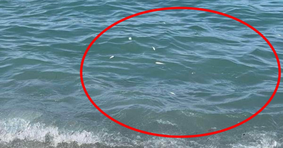 "Γέμισε η παραλία με νεκρά ψάρια" | Cretalive ειδήσεις