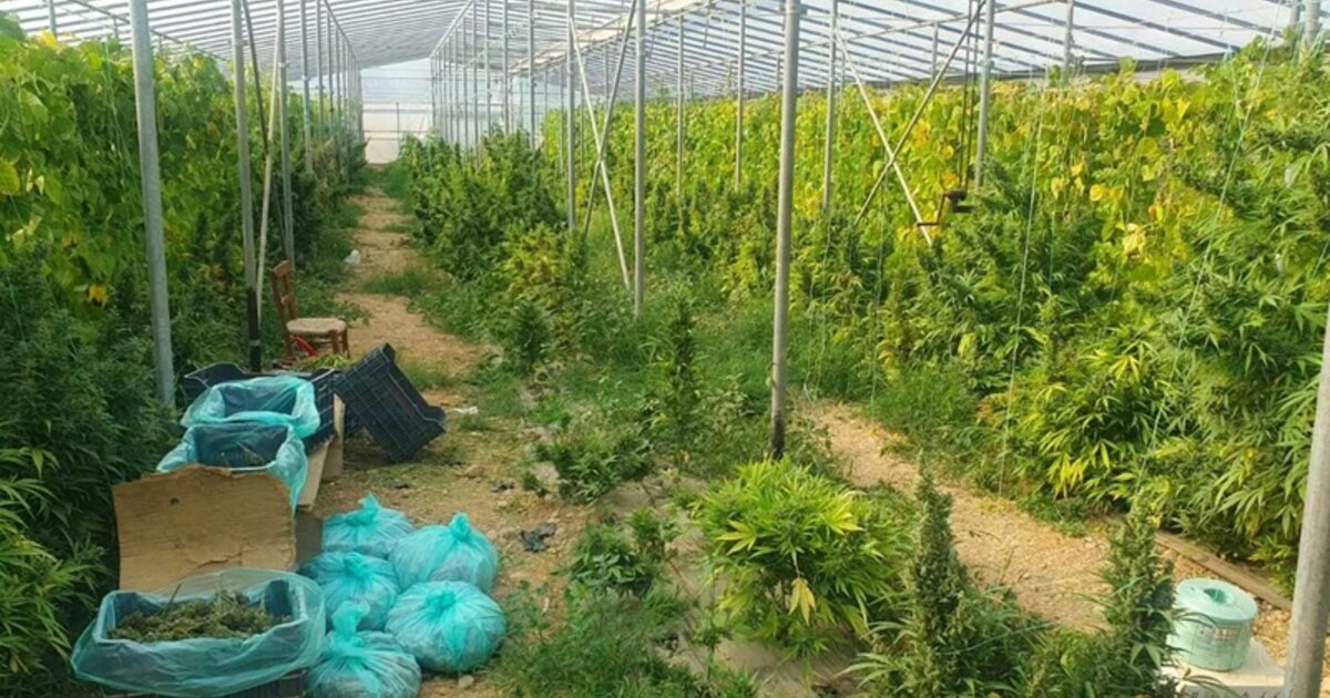 Μεσσαρά: Έξι χρόνια κάθειρξη στα αδέρφια για τις χασισοφυτείες στα θερμοκήπια | Cretalive ειδήσεις