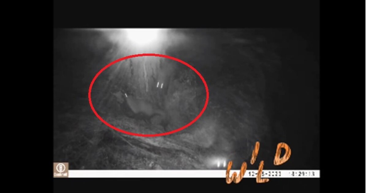 Το ερευνητικό πρόγραμμα για τον κρητικό αγριόγατο και οι... ζουρίδες! | Cretalive ειδήσεις