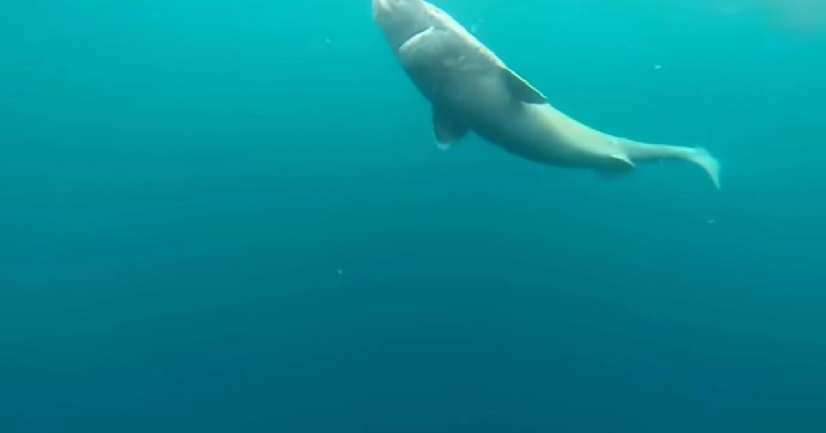 Πώς το DNA του καρχαρία της Γροιλανδίας μπορεί να βοηθήσει τον άνθρωπο να ζήσει περισσότερο ...