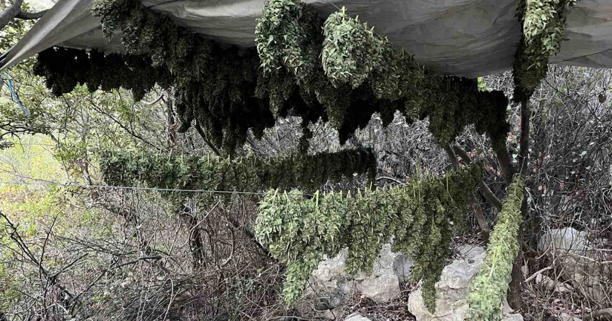 Την Τρίτη η απολογία του 57χρονου για τα 17,5 κιλά χασίς και τα δεκάδες δενδρύλλια | Cretalive ...